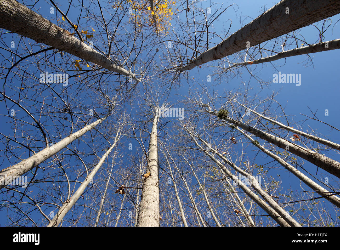 Poplar grove plantation hi-res stock photography and images - Alamy