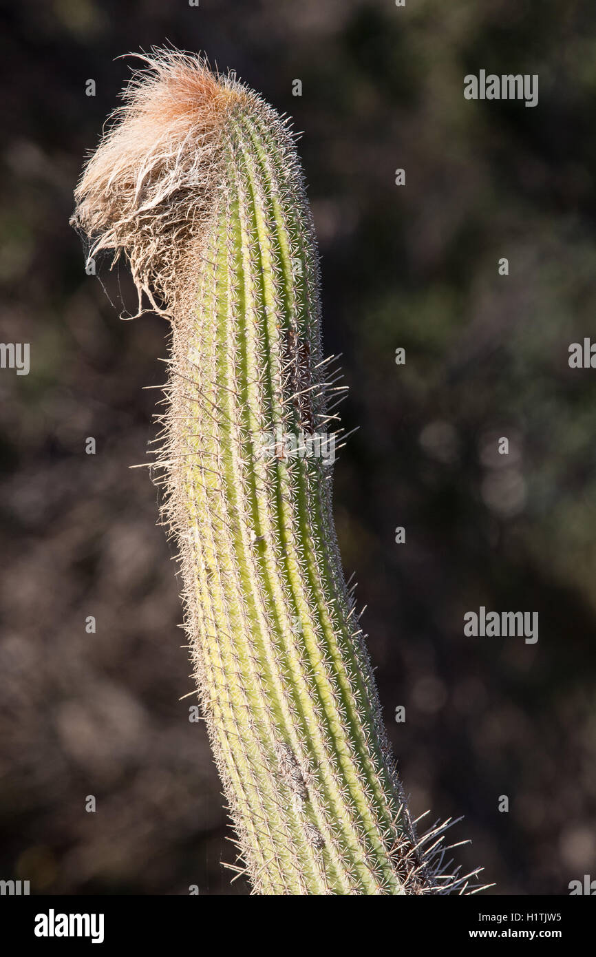 Cactus close-up on a sunny day from Fuerteventura Stock Photo - Alamy