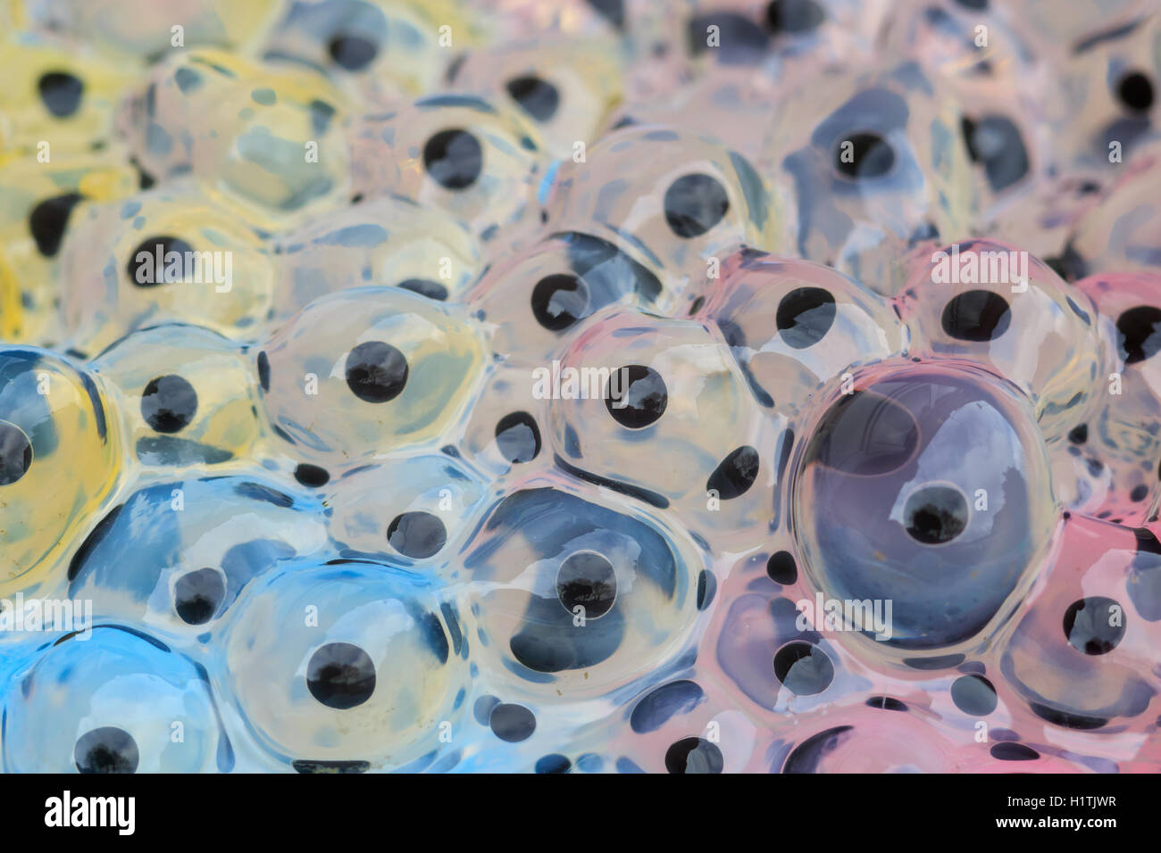 Frogspawn closeup hi-res stock photography and images - Alamy