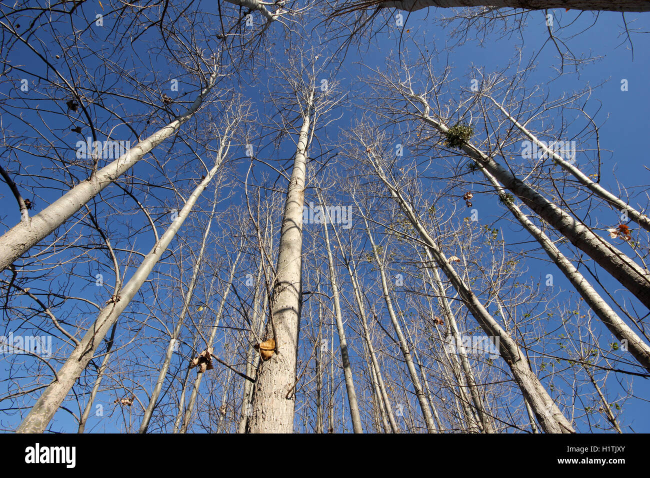 Poplar grove plantation hi-res stock photography and images - Alamy