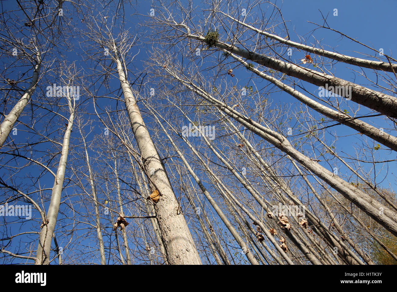 Tall high poplar trees hi-res stock photography and images - Alamy