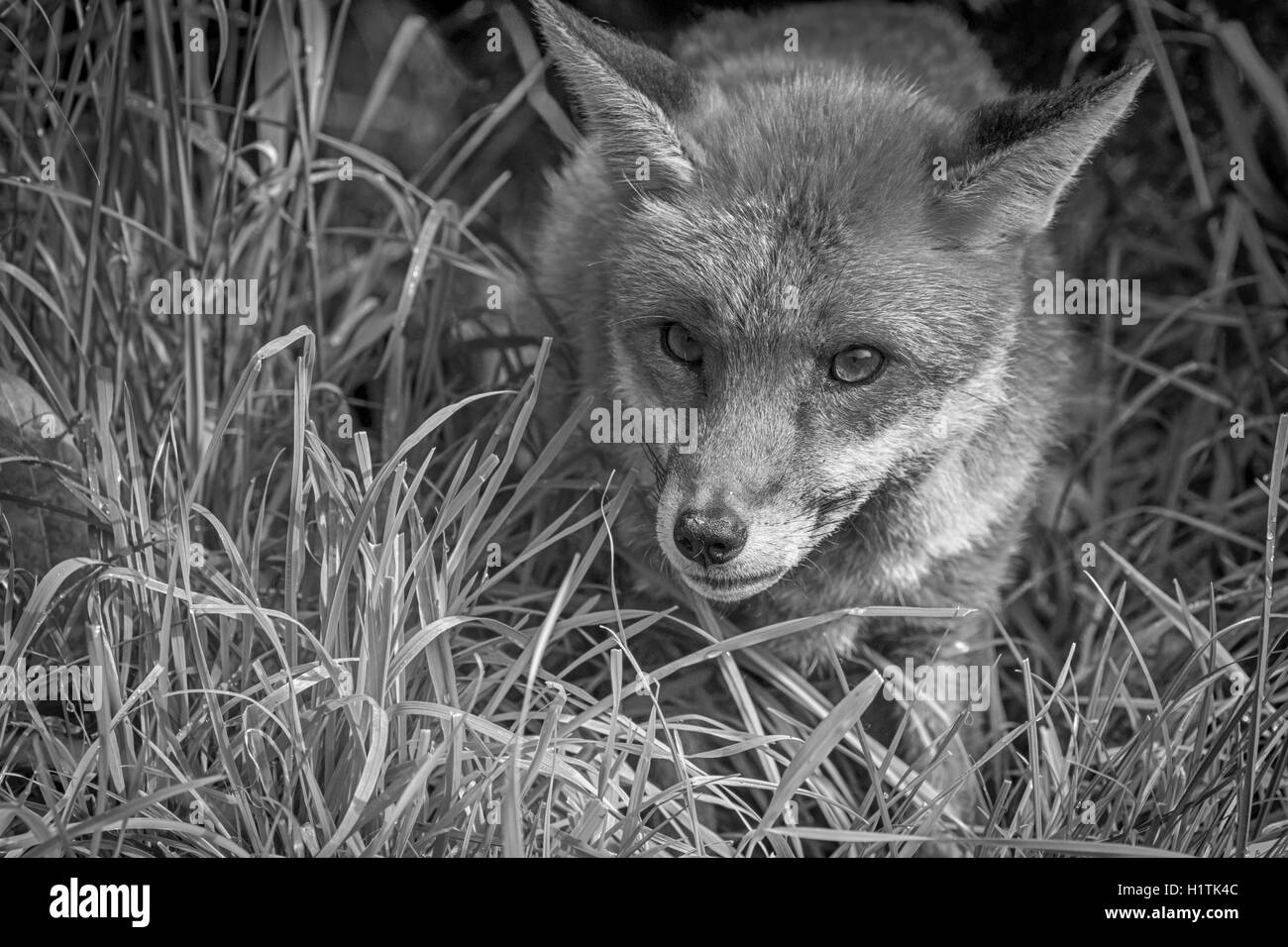 Alert red fox Black and White Stock Photos & Images - Alamy