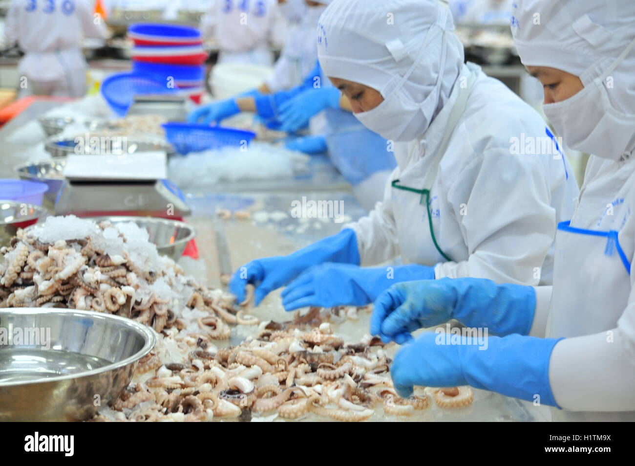 Vung Tau, Vietnam - December 9, 2014: Workers are classifying octopus ...