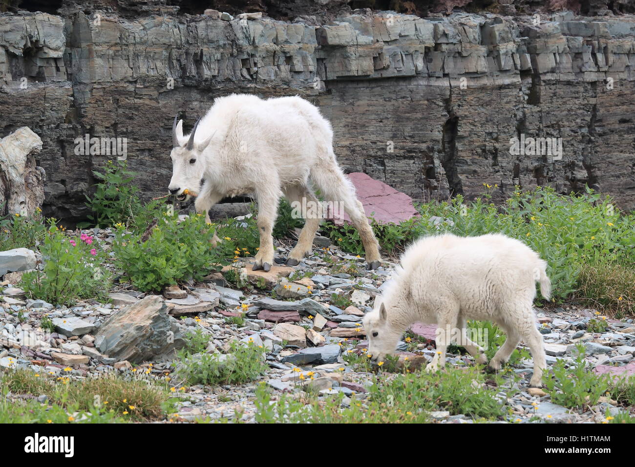 Mountain Goat Oreamnos americanus Glacier National Park Montana USA ...