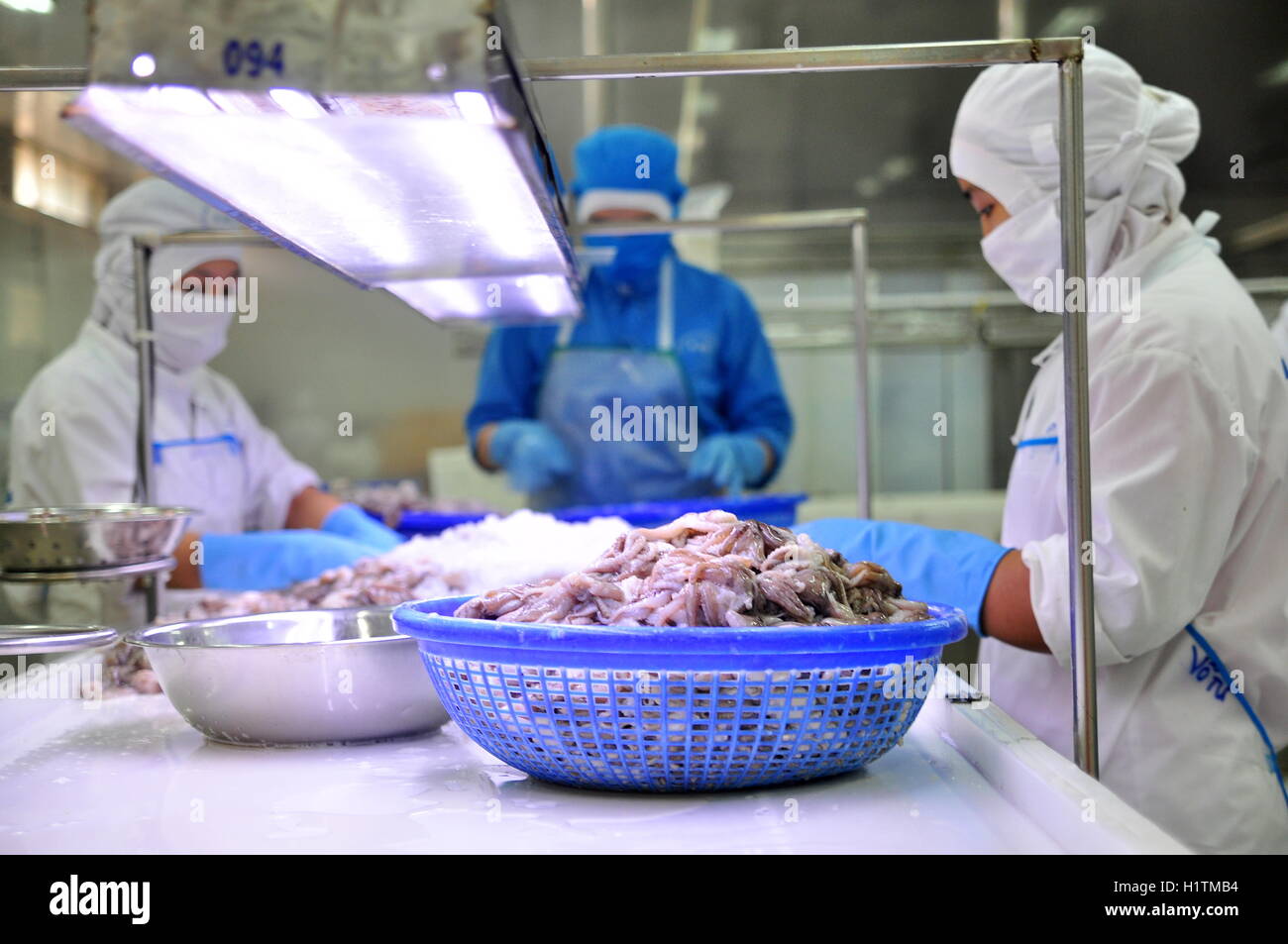 Vung Tau, Vietnam - December 9, 2014: Workers are classifying octopus ...