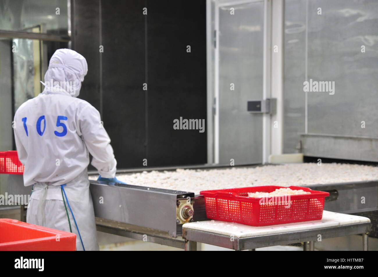 Vung Tau, Vietnam - December 9, 2014: Workers are classifying octopus ...
