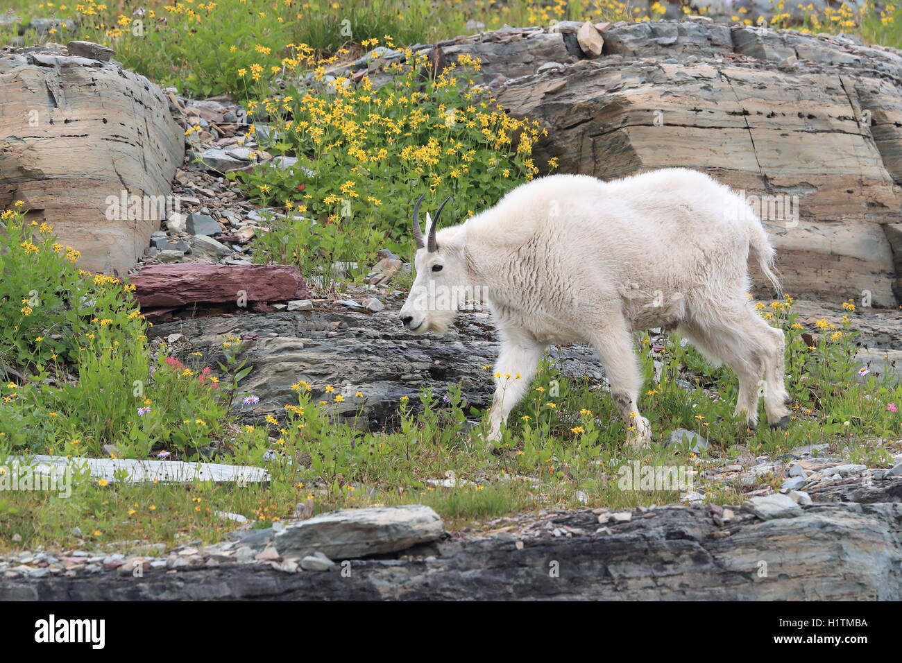 Mountain Goat Oreamnos americanus Glacier National Park Montana USA ...
