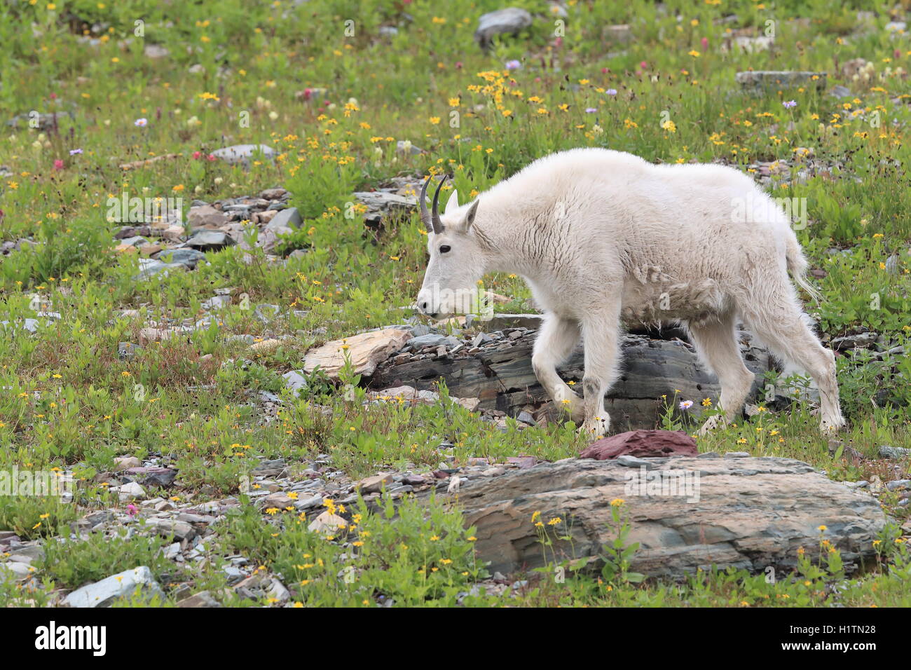 Mountain Goat Oreamnos americanus Glacier National Park Montana USA ...