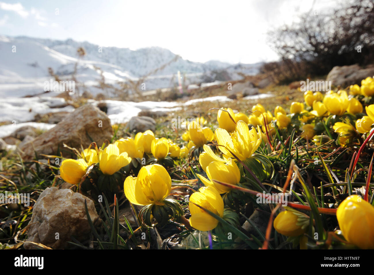 yellow crocus in nature Stock Photo - Alamy