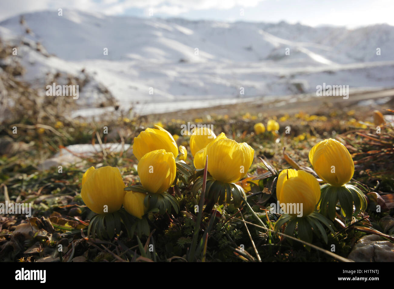 Crocus turkey hi-res stock photography and images - Alamy