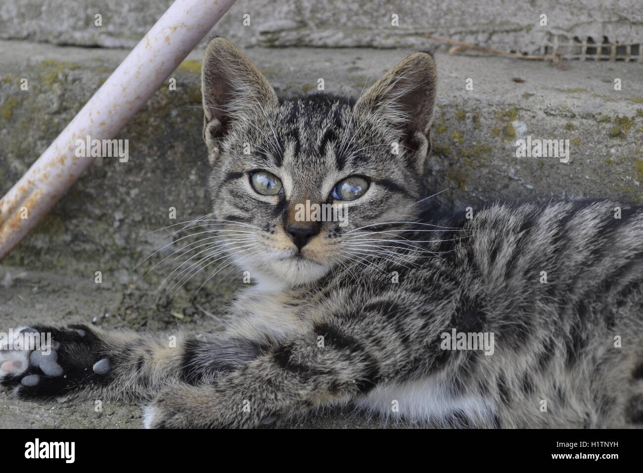 Small cat, lazy cat Stock Photo - Alamy