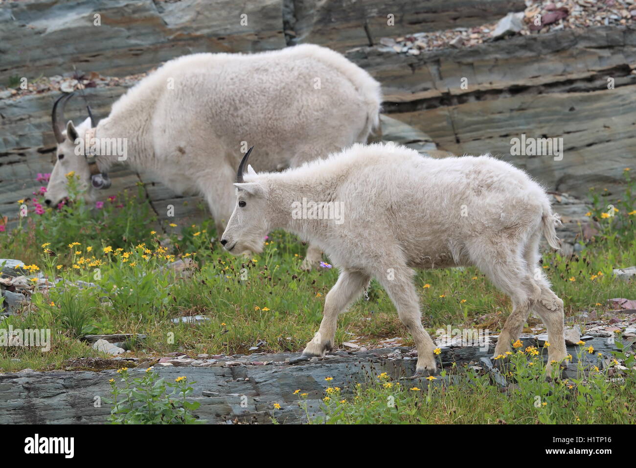 Mountain Goat Oreamnos americanus Glacier National Park Montana USA ...