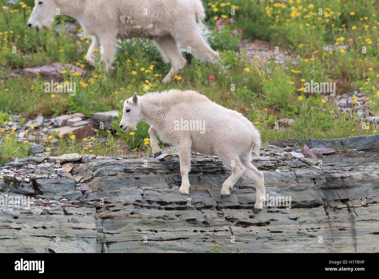 Mountain Goat Oreamnos americanus Glacier National Park Montana USA ...