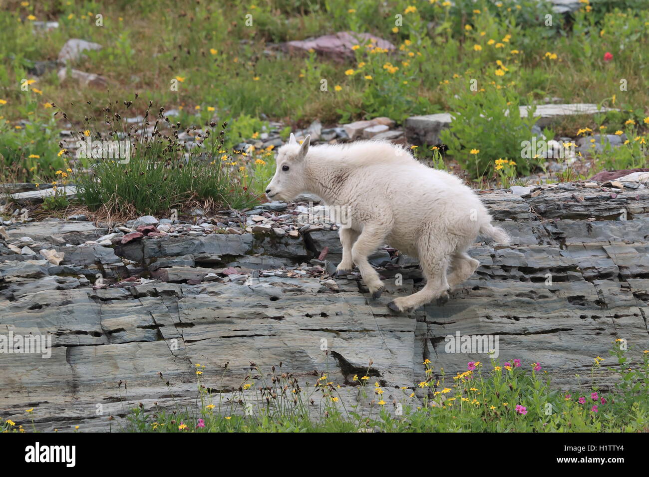 Mountain Goat Oreamnos americanus Glacier National Park Montana USA ...