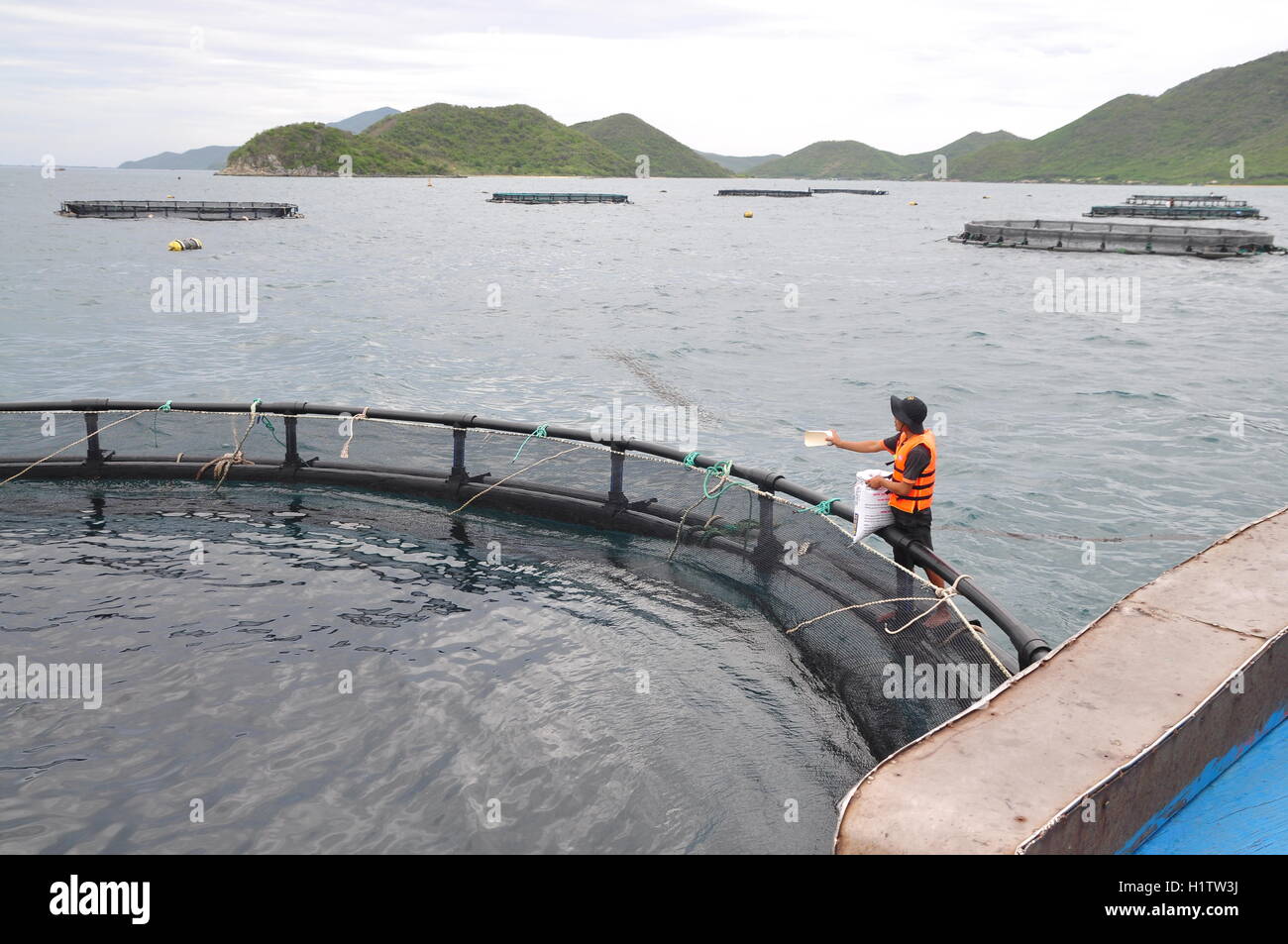 Nha Trang, Vietnam - June 23, 2013: Feeding barramundi fish in cage ...