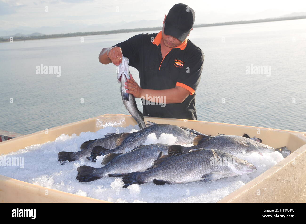 Nha Trang, Vietnam - June 23, 2013: Barramundi fish are farmed in the ...