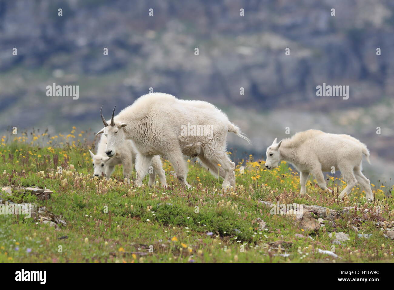 Mountain Goat Oreamnos americanus Glacier National Park Montana USA ...