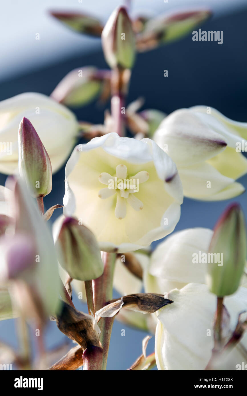Tropical plant yucca in urban parks and gardens Stock Photo - Alamy