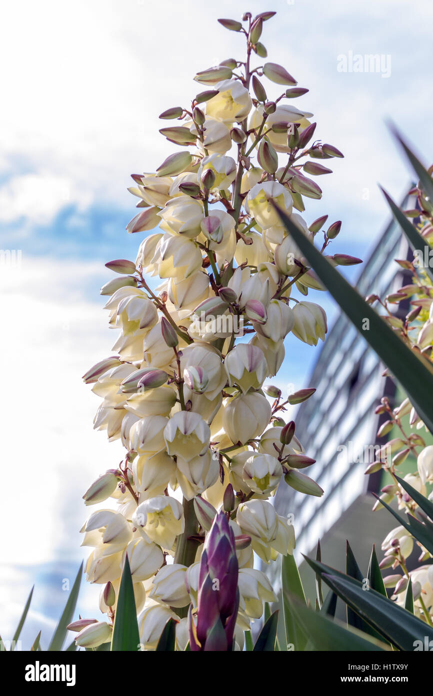 Tropical plant yucca in urban parks and gardens Stock Photo - Alamy