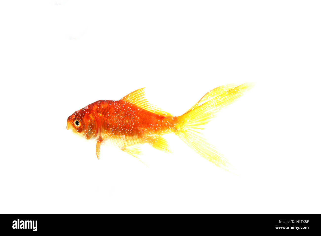 Goldfish on a white background Stock Photo - Alamy