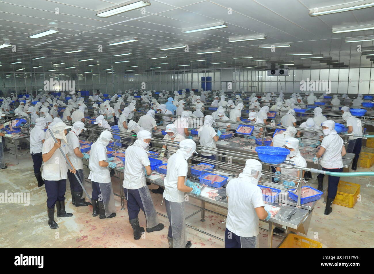 Production line workers filleting fish hi-res stock photography and ...