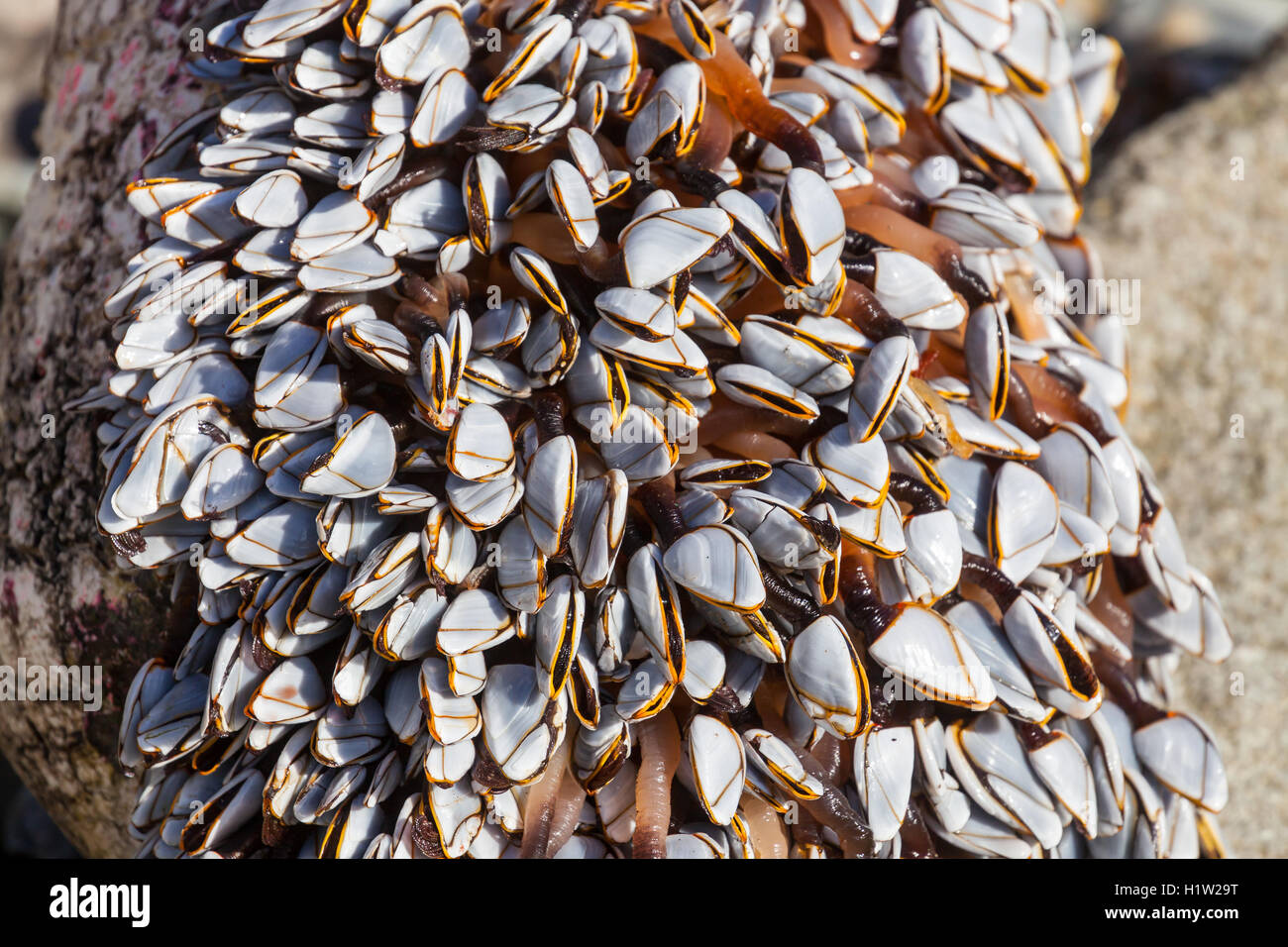 Stalked Barnacle Stock Photos & Stalked Barnacle Stock Images - Alamy