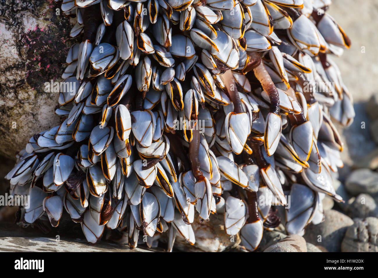 Stalked Barnacles High Resolution Stock Photography and Images - Alamy