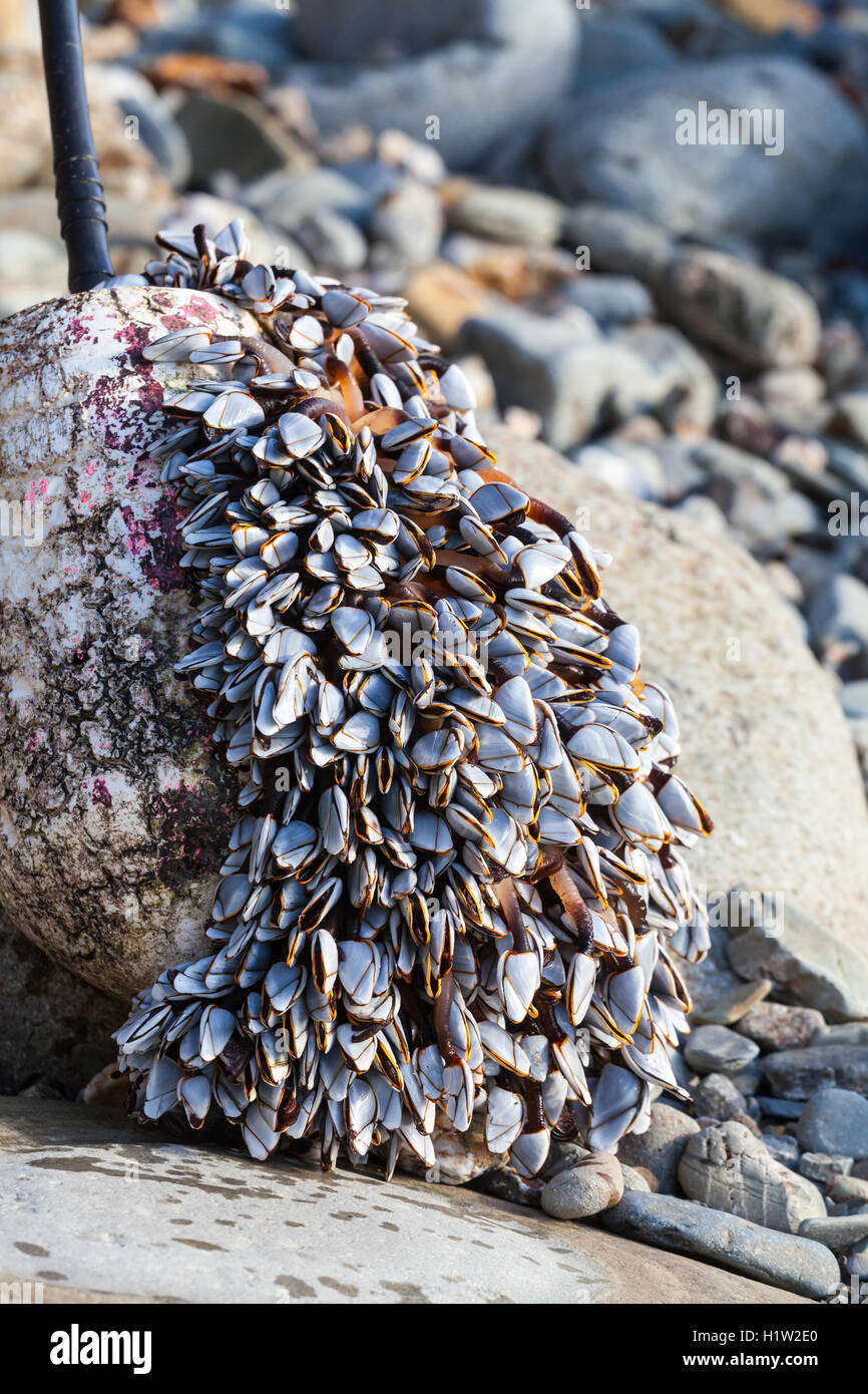 Goose Barnacles (Pedunculata Stock Photo - Alamy