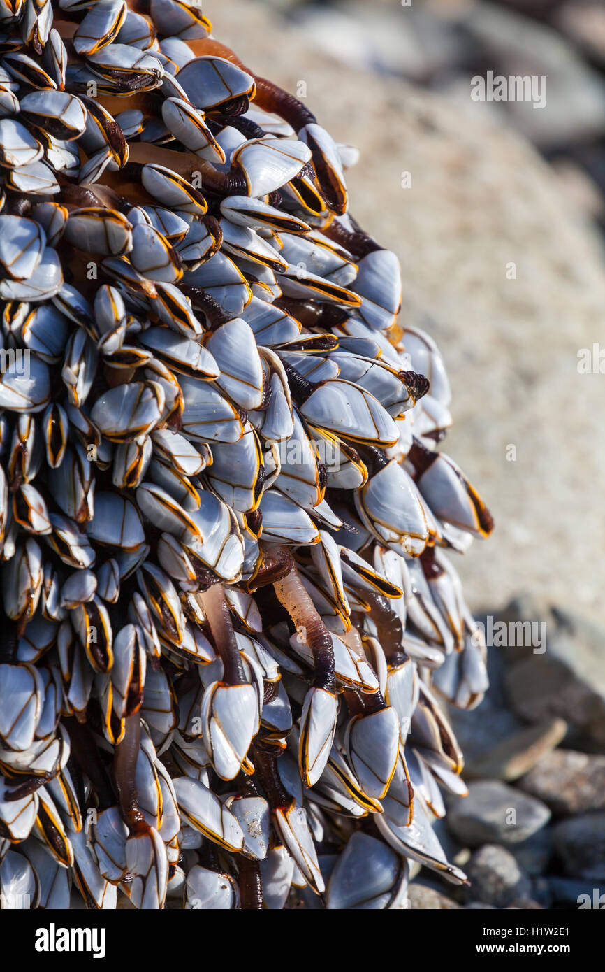 Goose Barnacles (Pedunculata Stock Photo - Alamy
