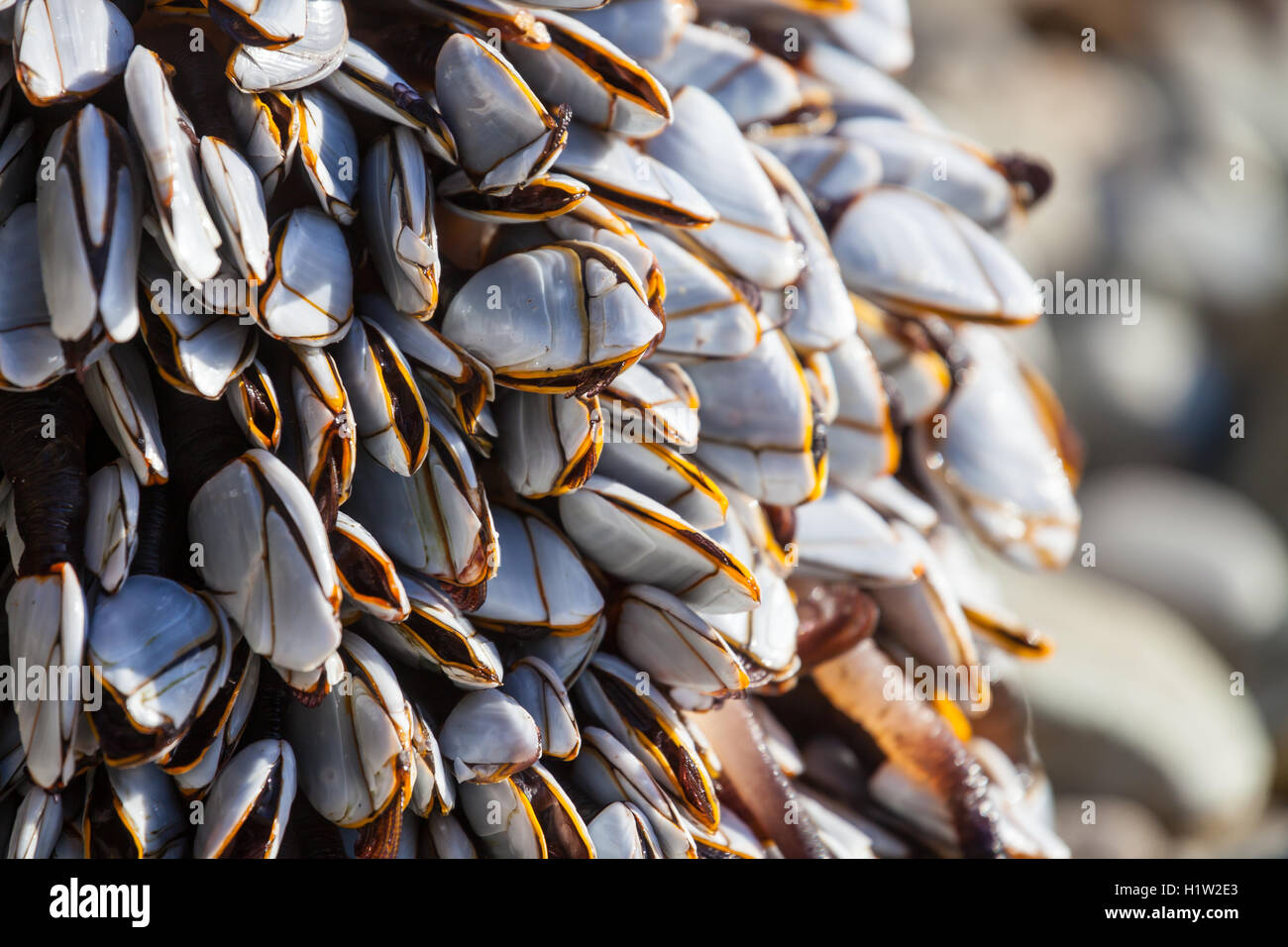 Goose Barnacles (Pedunculata Stock Photo - Alamy
