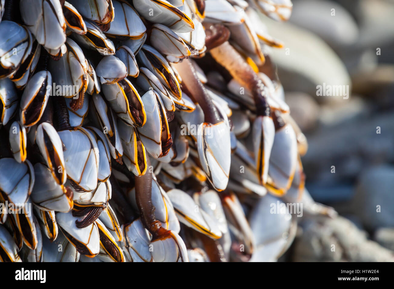 Goose Barnacles (Pedunculata Stock Photo - Alamy