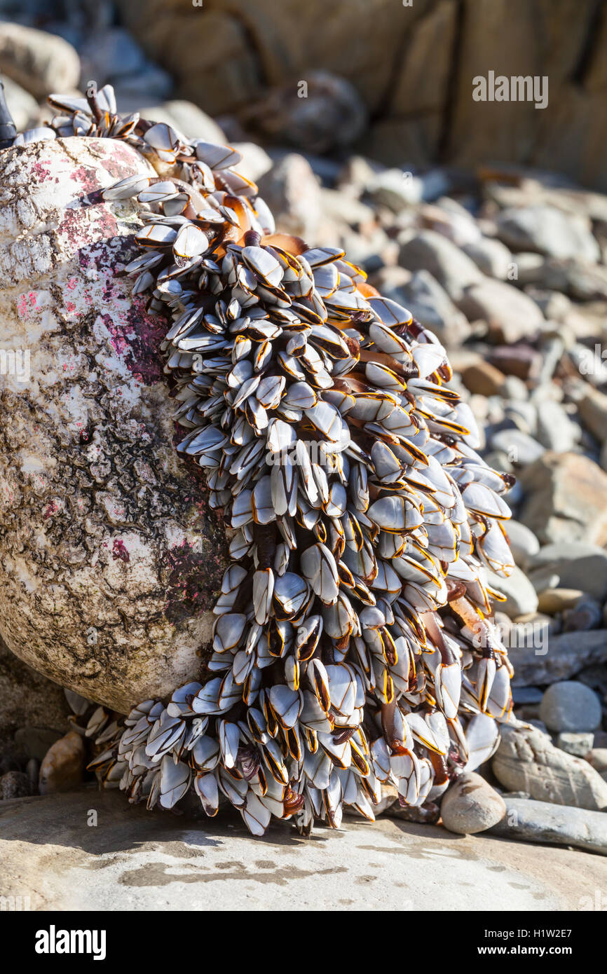 Goose Barnacles (Pedunculata Stock Photo - Alamy