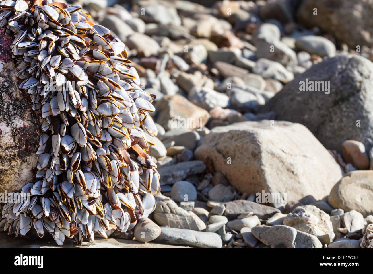 Goose Barnacles (Pedunculata Stock Photo - Alamy