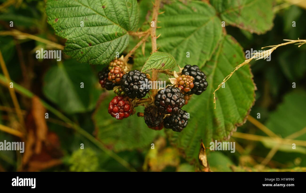 Wild Irish Blackberries in Autumn Stock Photo - Alamy