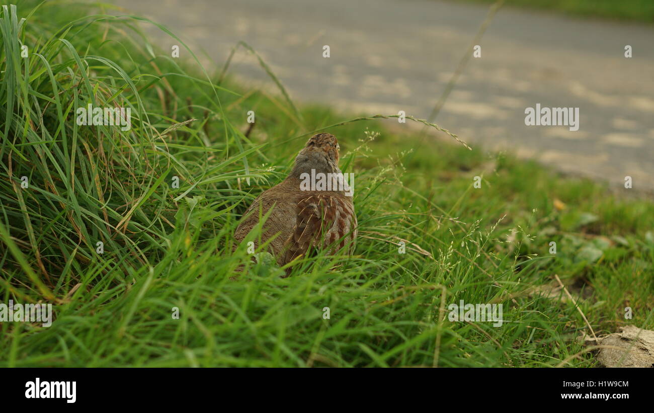 Female partridge hi-res stock photography and images - Alamy