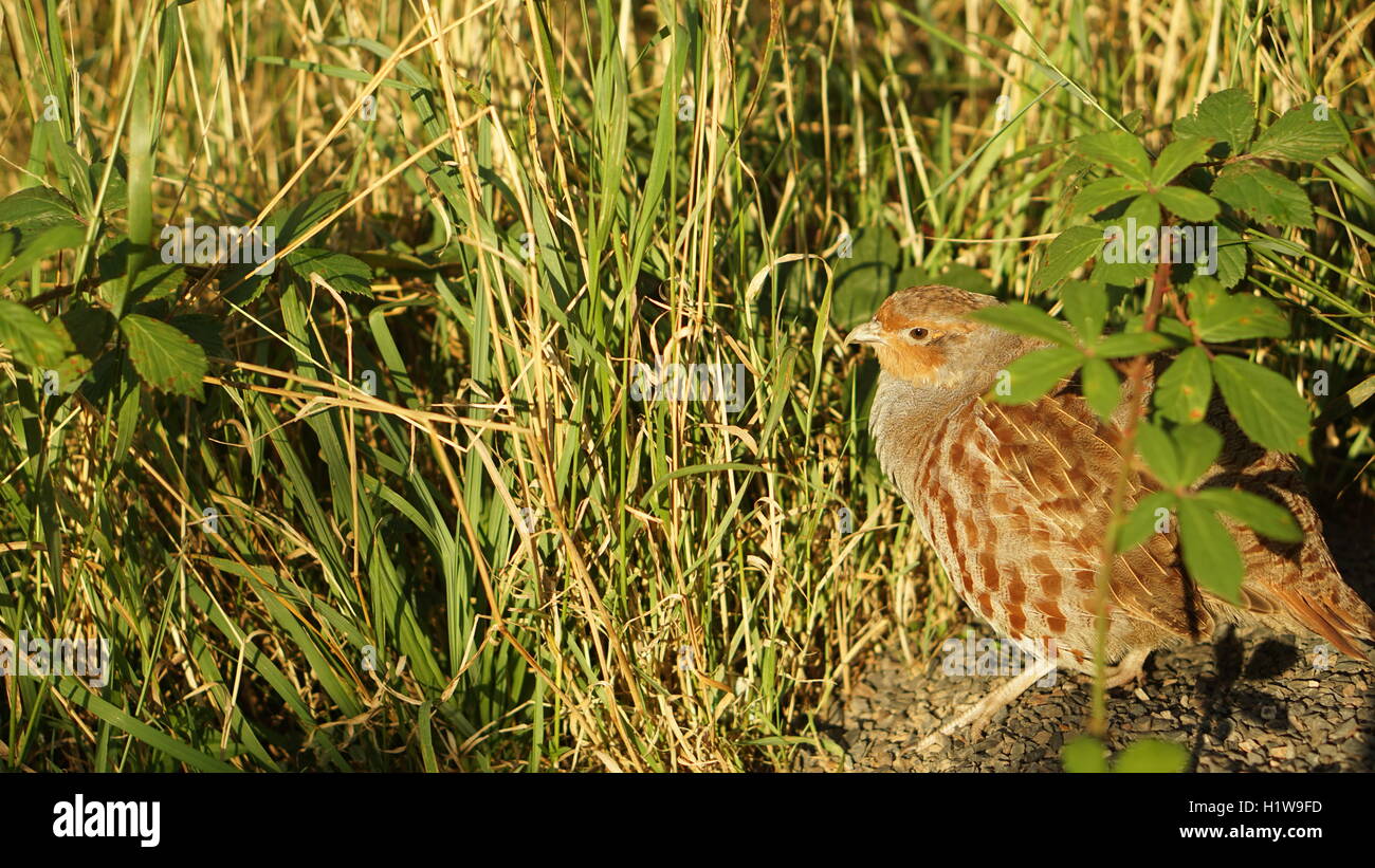 Female partridge hi-res stock photography and images - Alamy