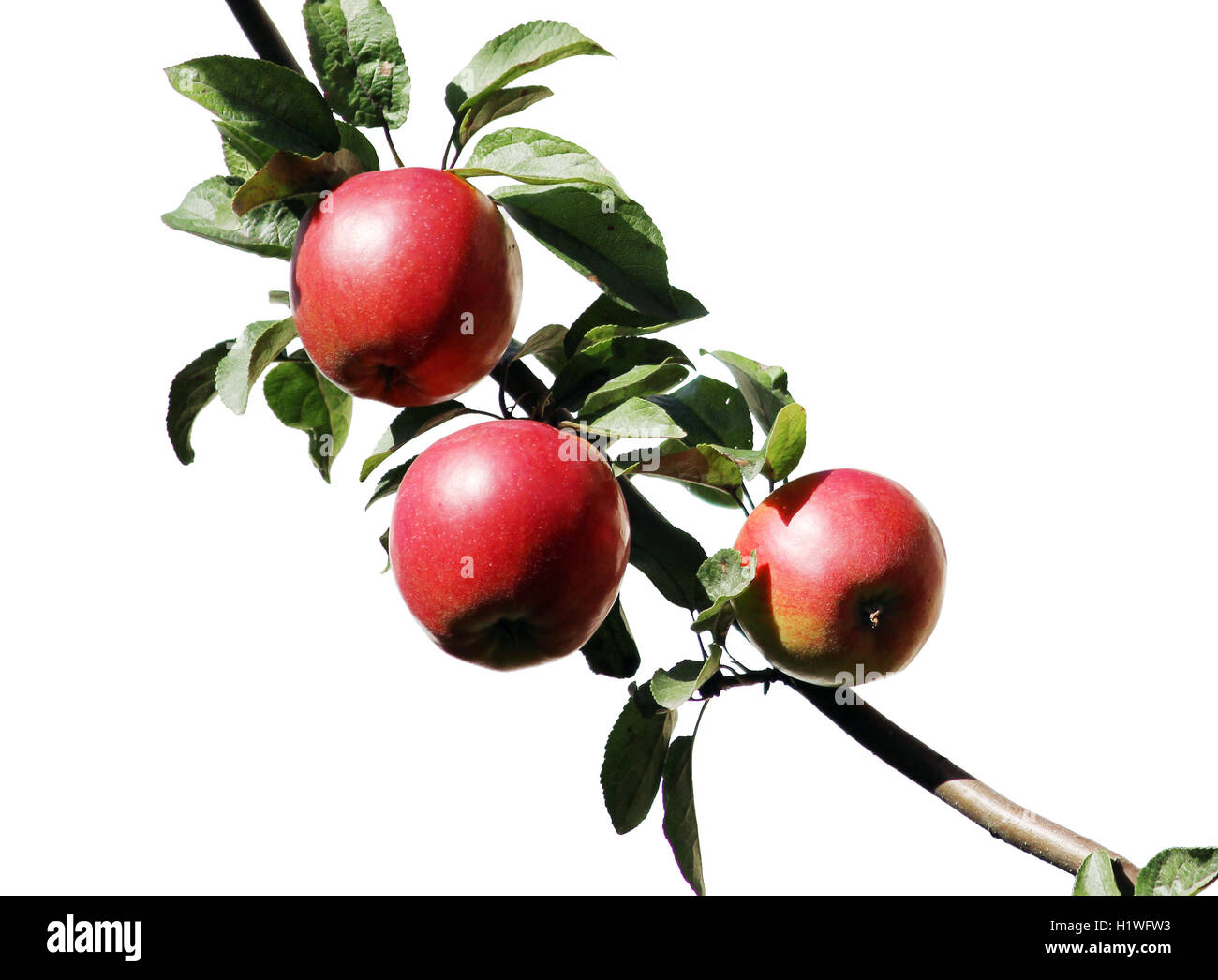 Isolated Cluster of ripe apples on a tree branch Stock Photo - Alamy