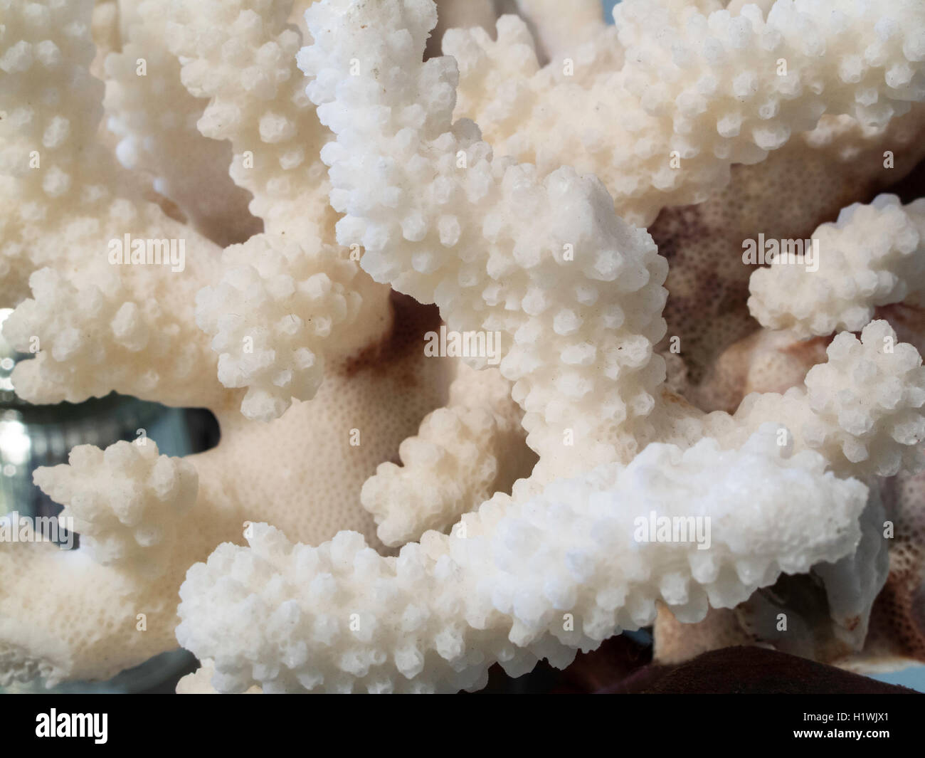 White coral hi-res stock photography and images - Alamy