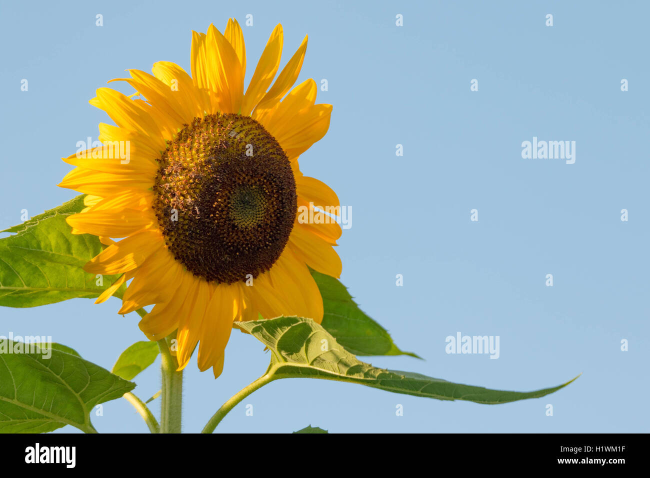 Sunny day Sunflower Stock Photo - Alamy