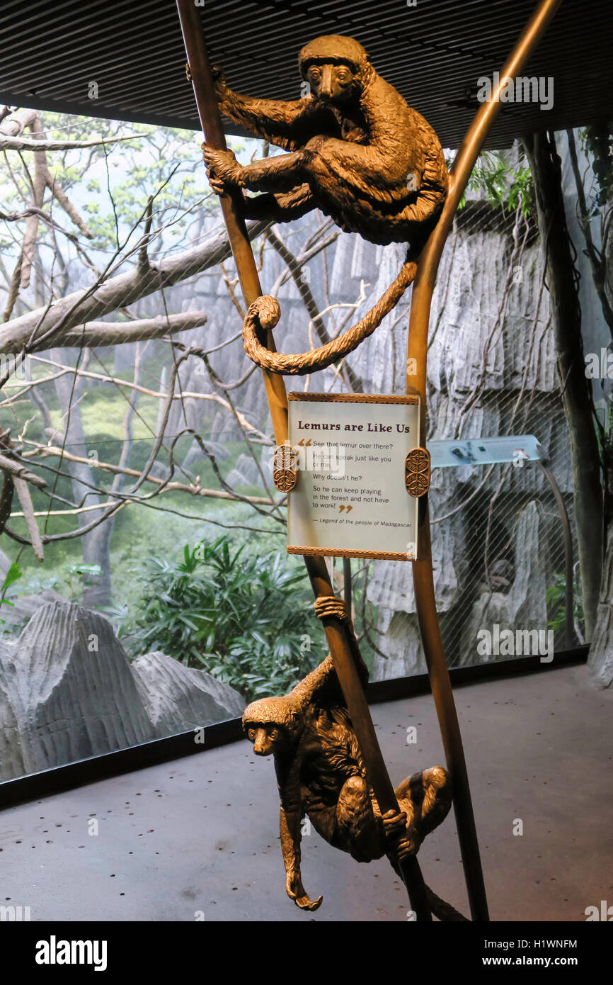 Madagascar Lemur Exhibit, The Bronx Zoo, Wildlife Conservation Society ...