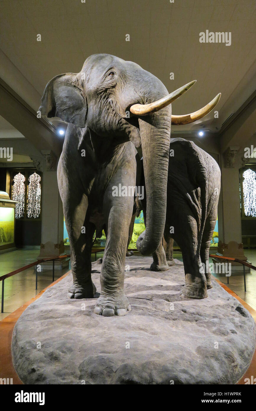 African Elephant Habitat Diorama
