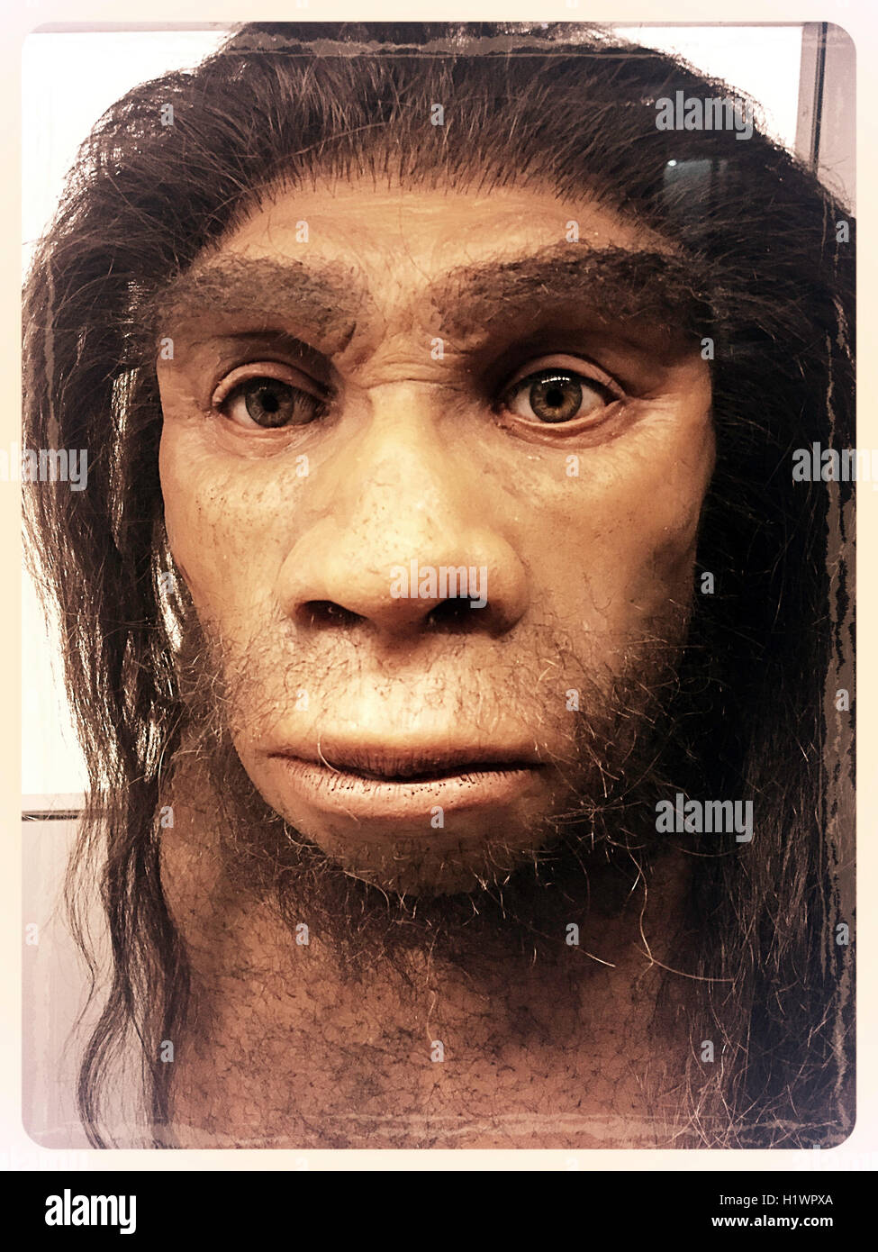 Caveman museum hi-res stock photography and images - Alamy