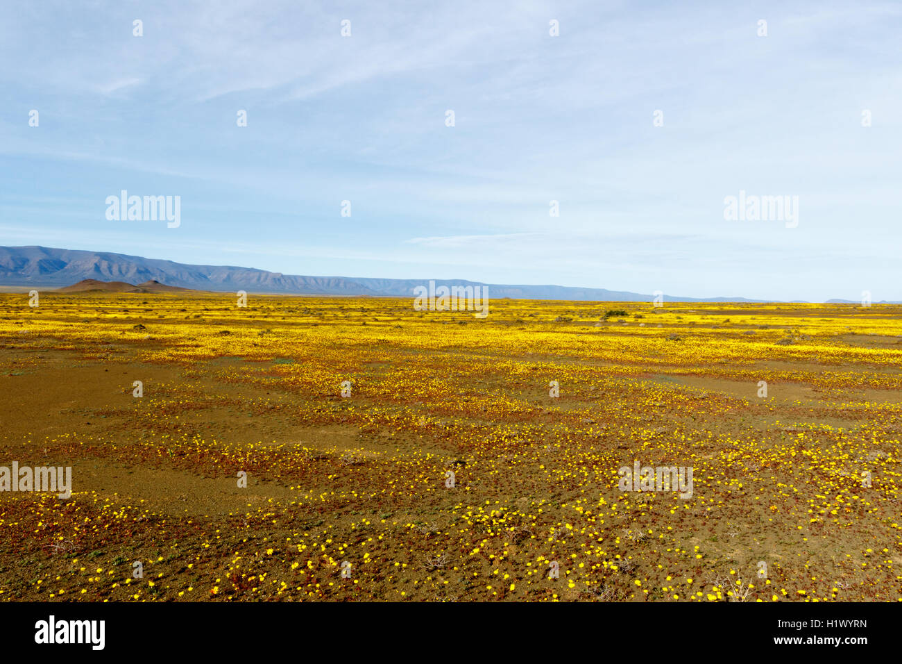 Fields of Yellow with some blue skies and mountains in the back ground ...