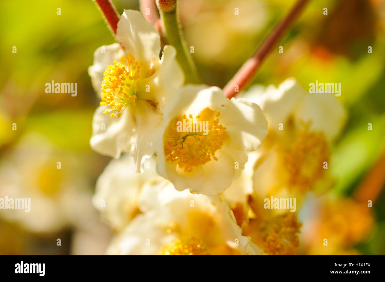 Kiwifruit or Chinese gooseberry flowers blooming in London Stock Photo ...