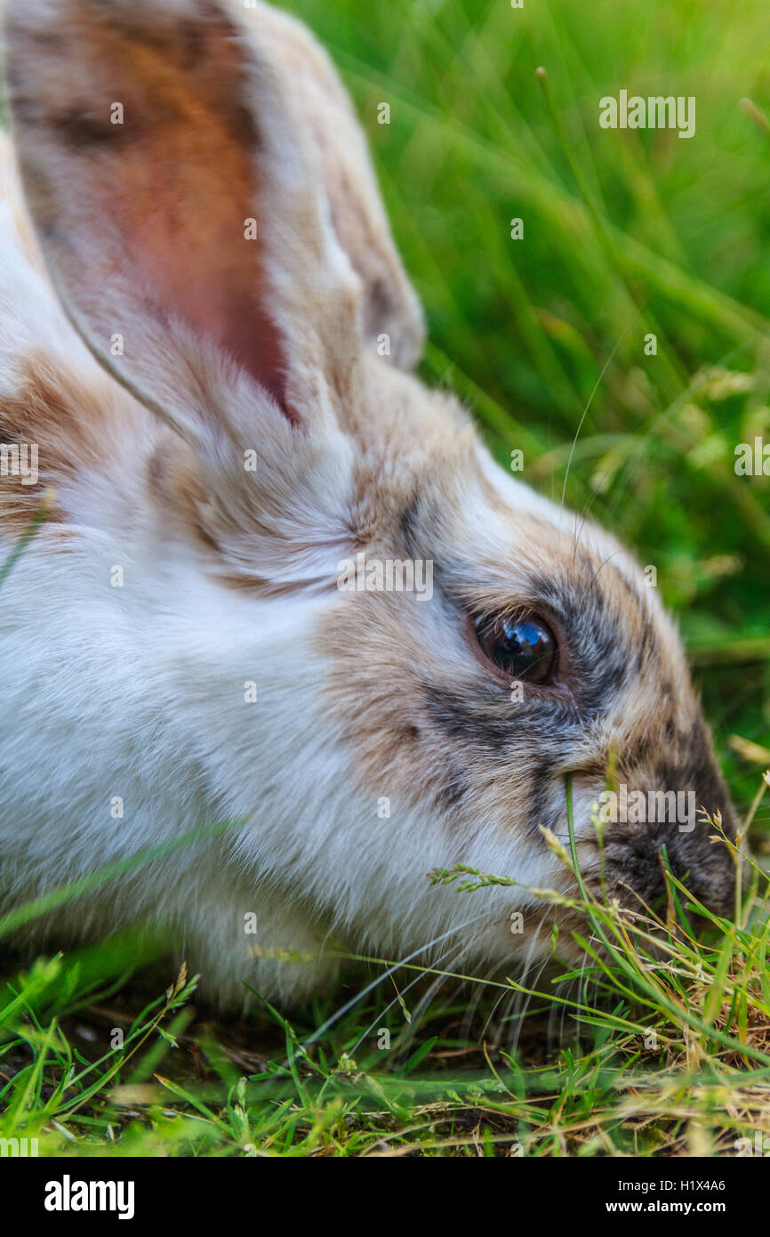 Rabbit eating grass Stock Photo - Alamy