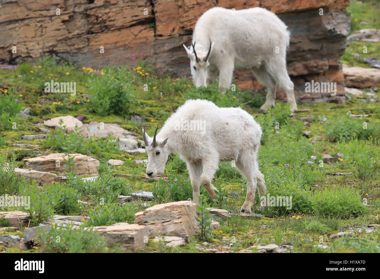 Glacier national park mountain goat animal mountains trail animal hi ...