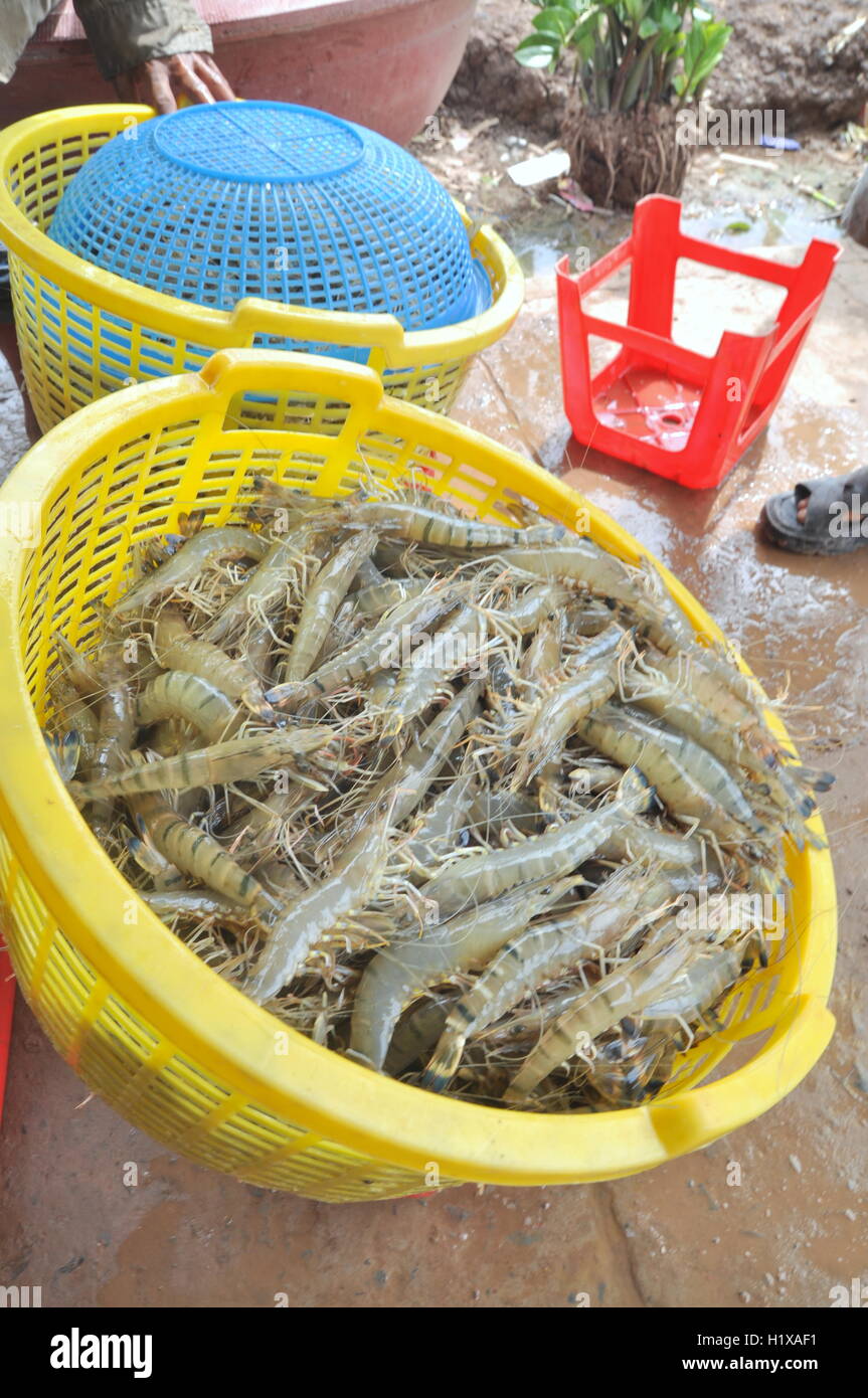 Bac Lieu, Vietnam - November 22, 2012: Shrimps are harvested and ...