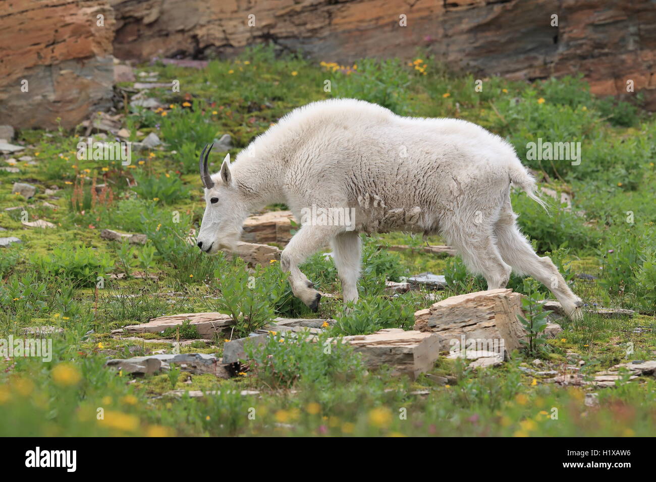 Mountain Goat Oreamnos americanus Glacier National Park Montana USA ...