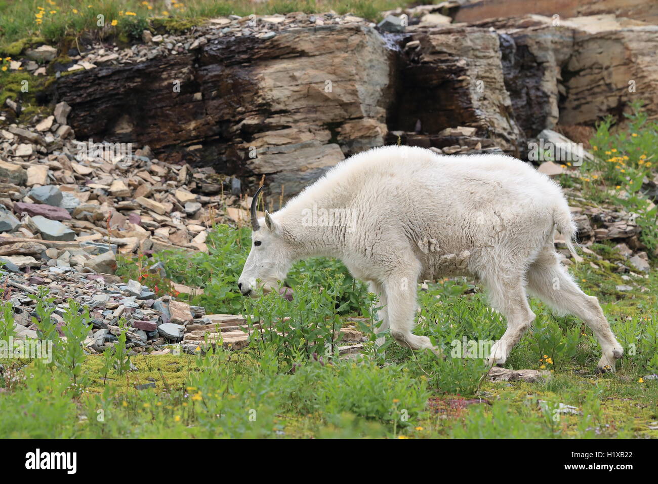 Mountain Goat Oreamnos americanus Glacier National Park Montana USA ...
