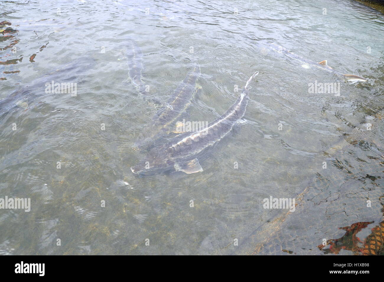 The farming sturgeon fish in cage culture Stock Photo - Alamy
